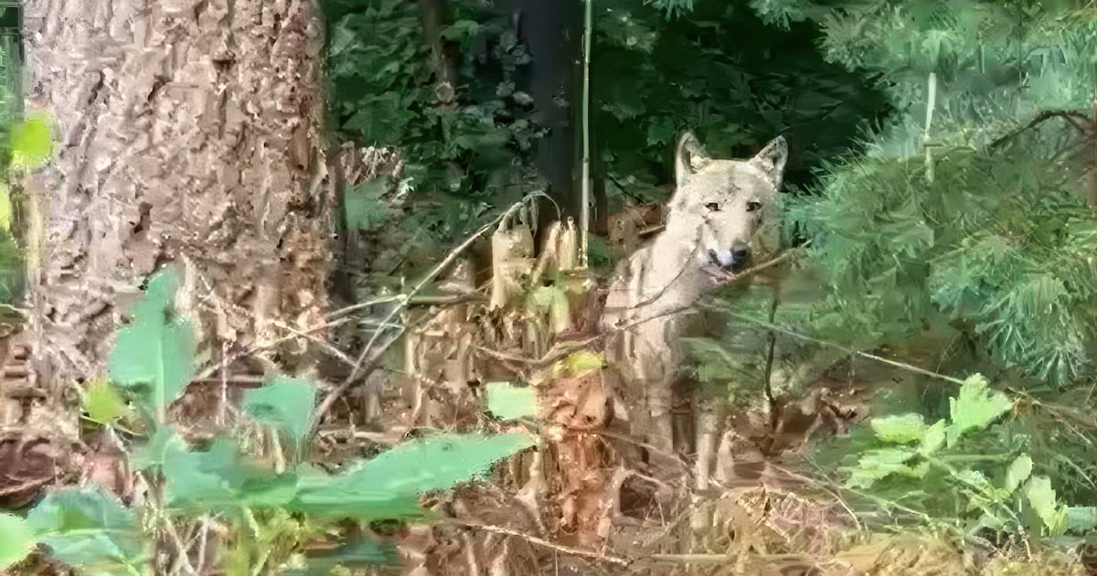 Weer een bijtincident met wolf in Utrecht: ‘Kind tijdens spelen ...