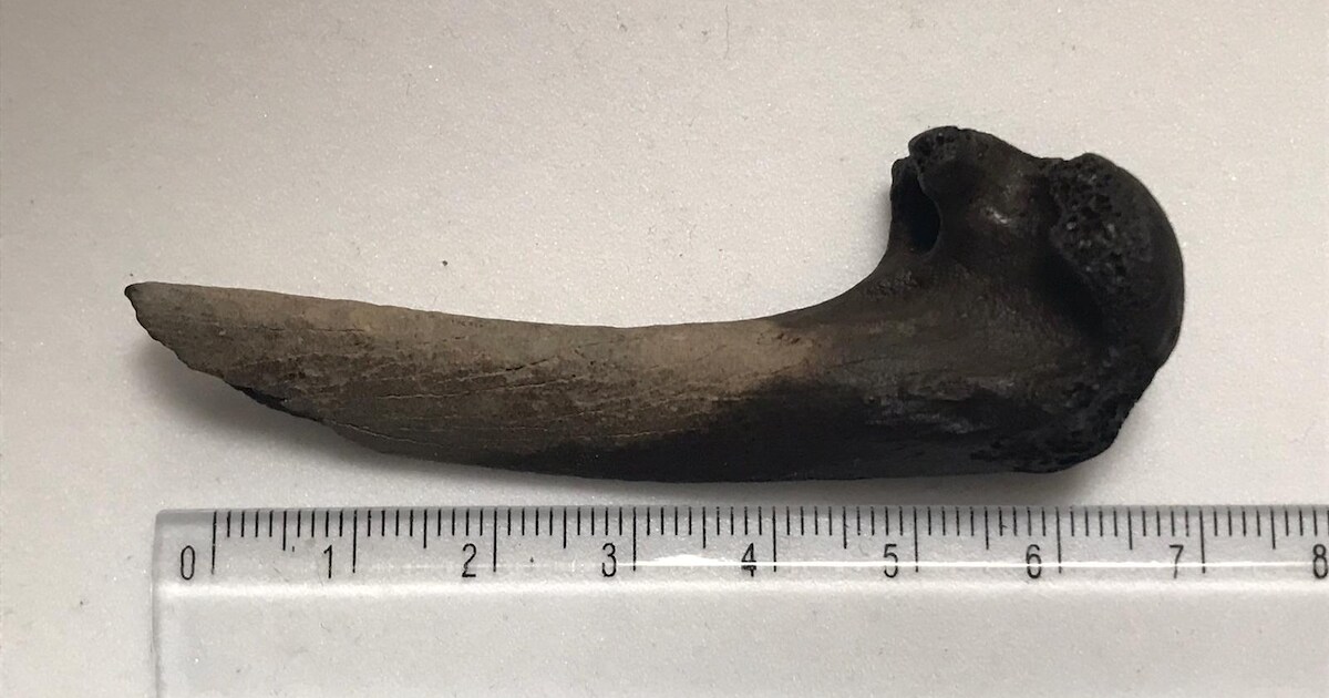 Bijzondere vondst: Hester vindt botje van uitgestorven reuzenalk op ...