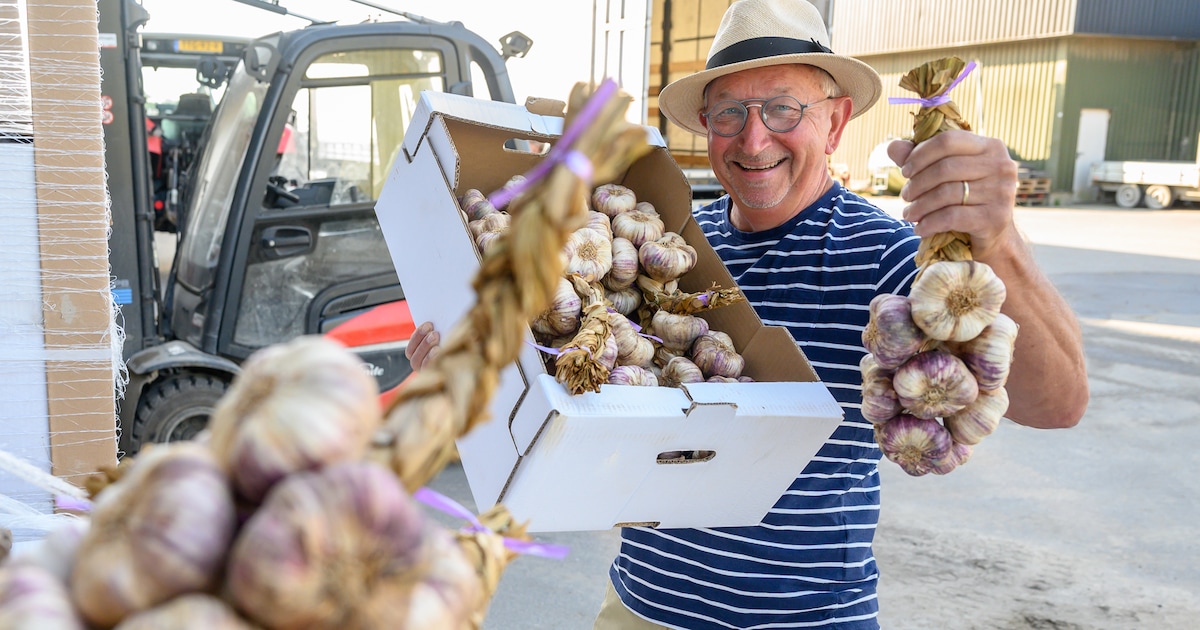 Knoflookkoning haalt verse paarse knoflook vanuit Frankrijk naar ...