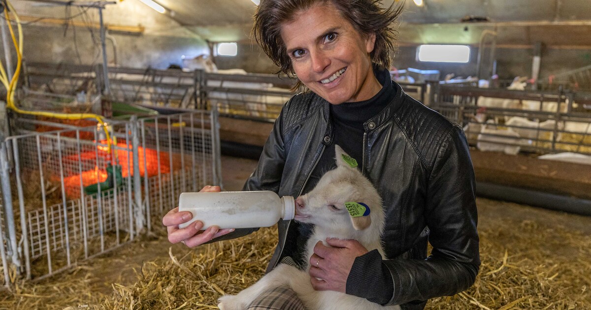Karin van der Weele doet vrijwilligerswerk op de lammetjesdag. ‘Ik zie ...