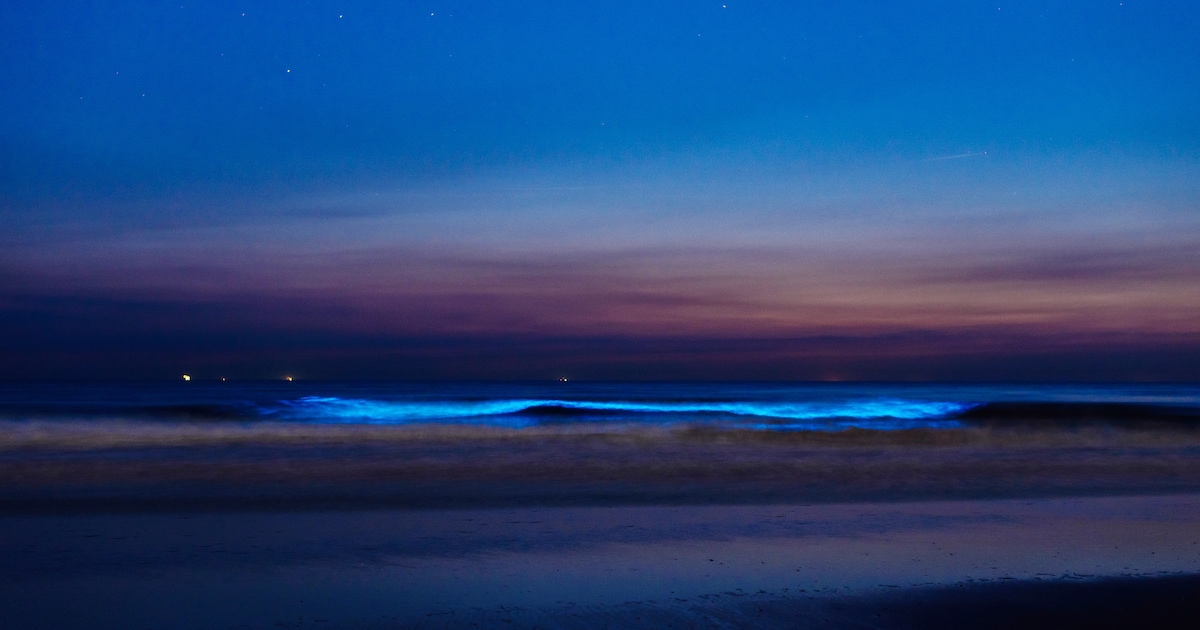 Komende dagen ‘lichtgevend water’ te zien in Zeeland: zeevonk | Zeeuws nieuws | pzc.nl