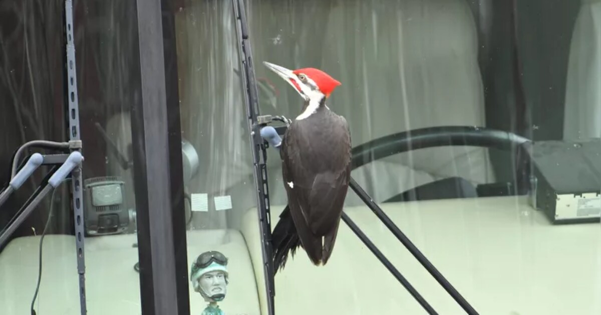 Specht maakt het wel erg bont: meer dan twintig auto’s zijn de klos ...