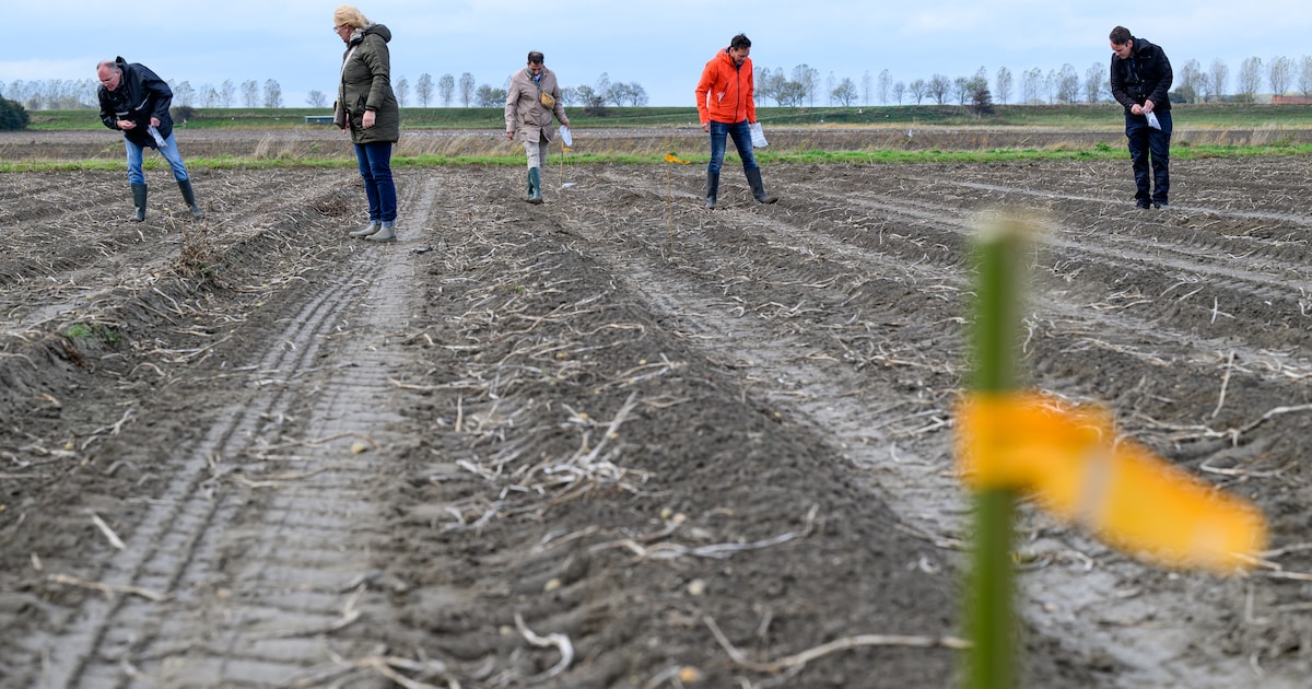 Onderzoek naar middeleeuws kasteel onder het Nieuwerkerkse ...