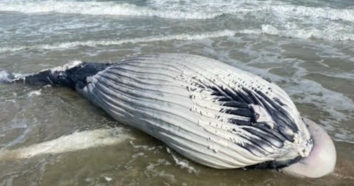 Is opnieuw een bultrug op weg naar Zeeland? ‘Erg indrukwekkend om dier ...