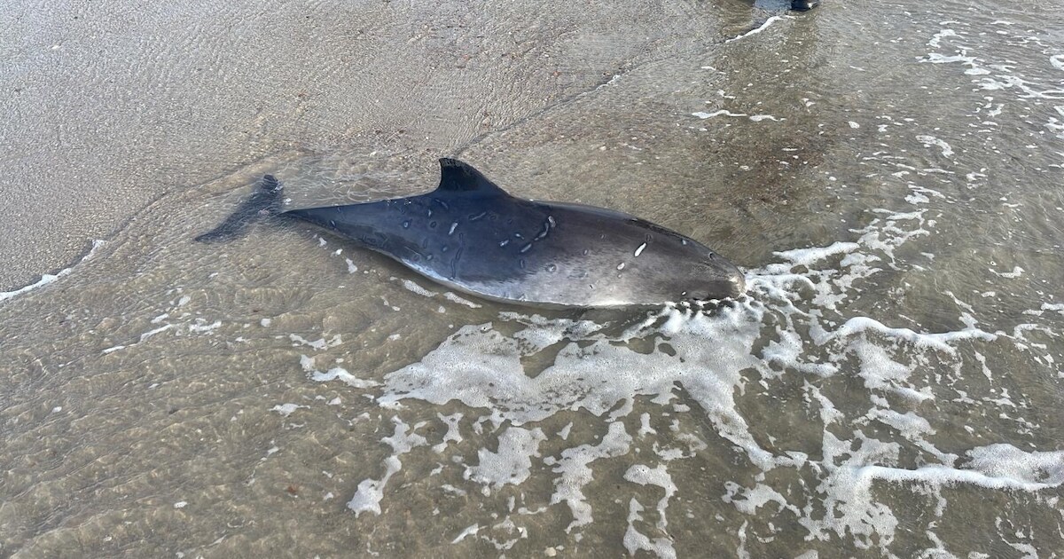 Bruinvis spoelt aan in Burgh-Haamstede door storm Pia | Schouwen ...