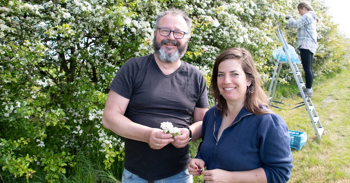 Bloesem van de meidoorn plukken is flink aanpoten: ‘De blaadjes wegen ...