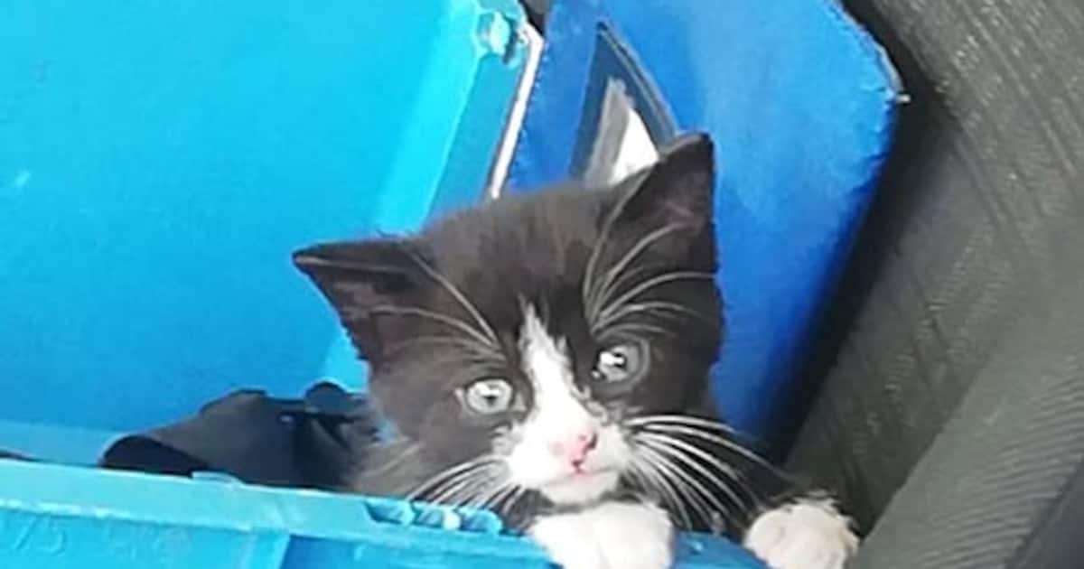 Hoe is dit poesje in het busje van een Zeeuwse pakketbezorger beland ...