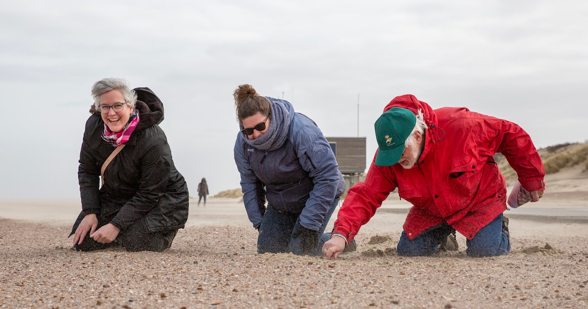 Schelpen tellen op het Zeeuwse strand: ‘Briljant. Dat een weekdiertje ...