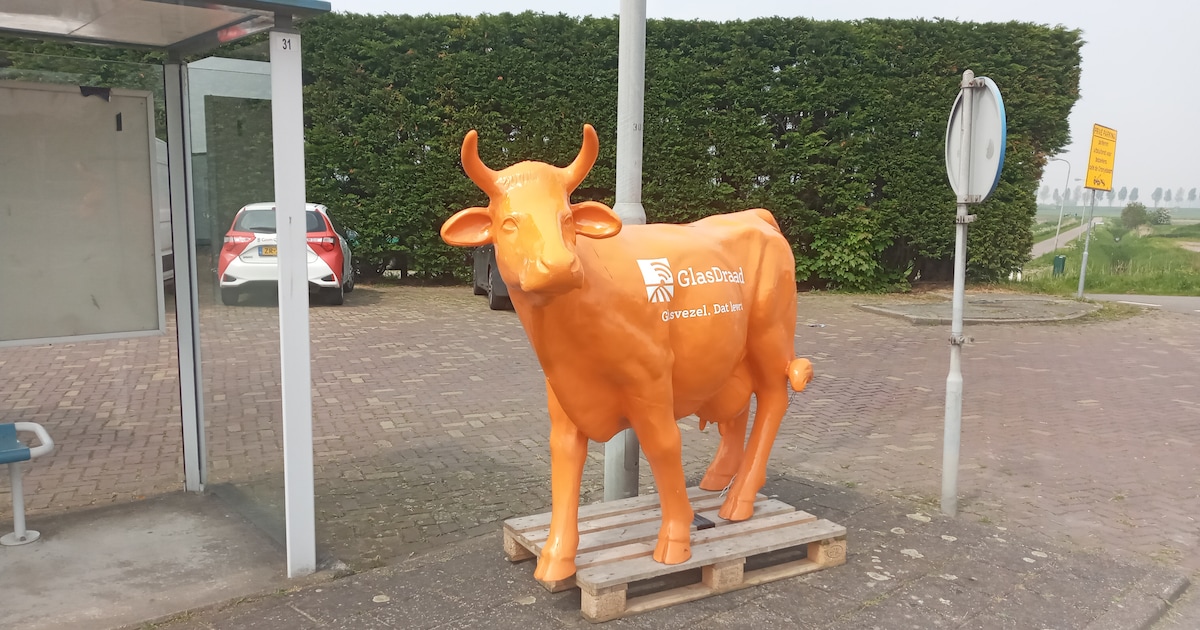GlasDraad is een koe kwijt, signalement: knaloranje en kan niet zelf ...