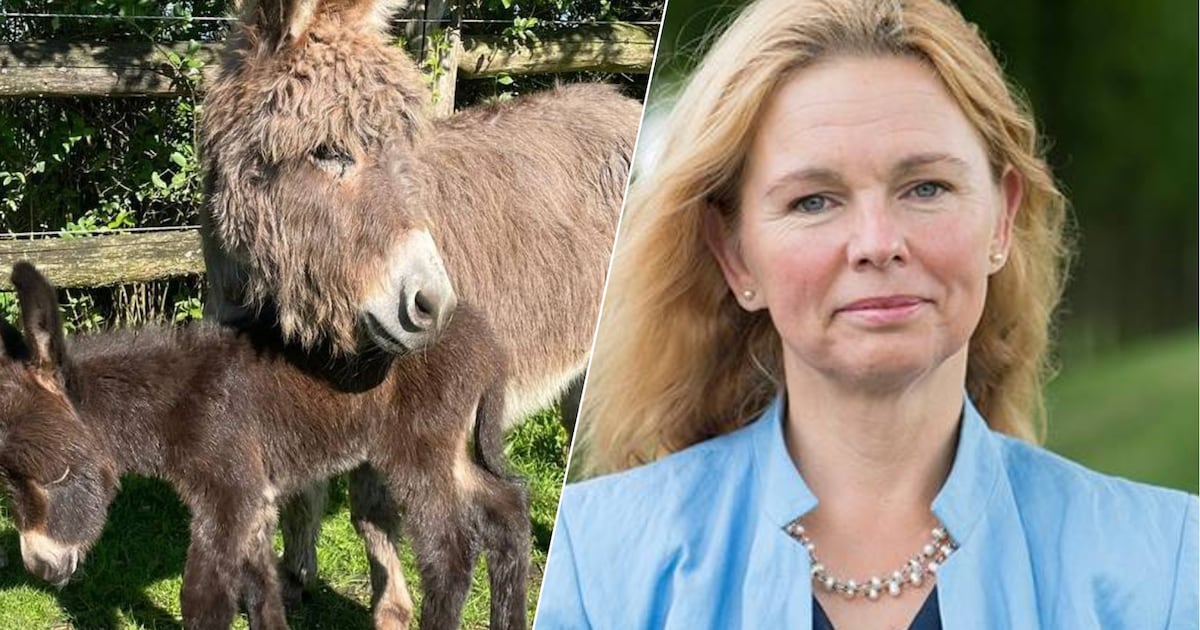 Hoe de mishande­ling van een ezel mogelijk een groter probleem ...
