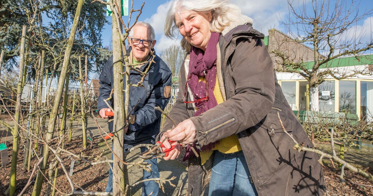 Wie een fruitboom snoeit, moet dúrven doorpakken: ‘Je bent niet bij de ...