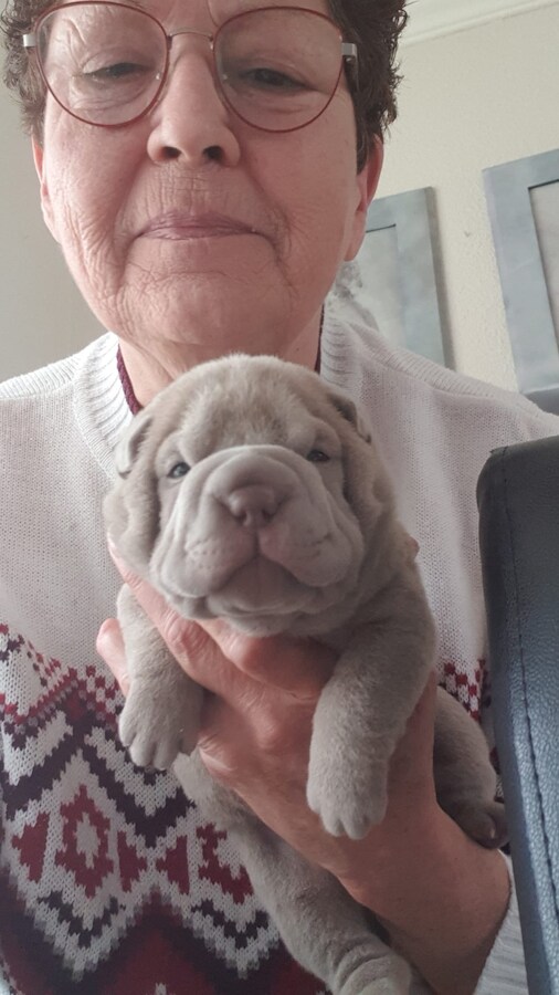 Brabantse fokker hield oogjes pups open met nietjes: ‘Onbehoorlijk ...