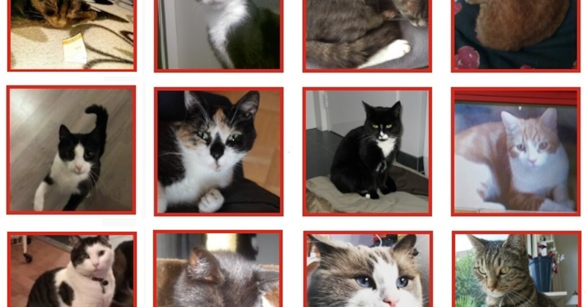 Veel vermiste dieren en doodgereden katten in Zeeland | Nieuws | PZC.nl