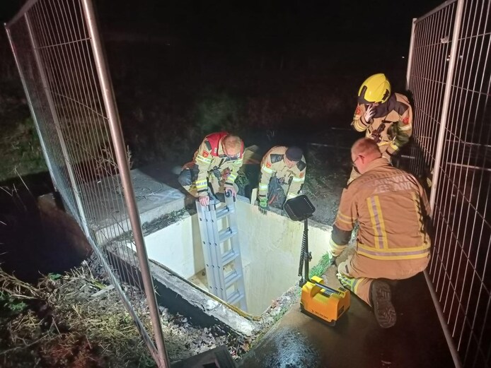Chihuahua belandt in rioolput in Burgh-Haamstede, brandweer schiet te ...