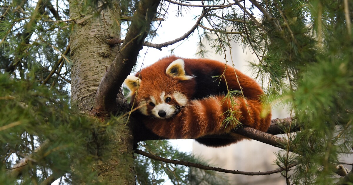 Een lach en een traan in Blijdorp: rode panda-tweeling geboren, maar ...