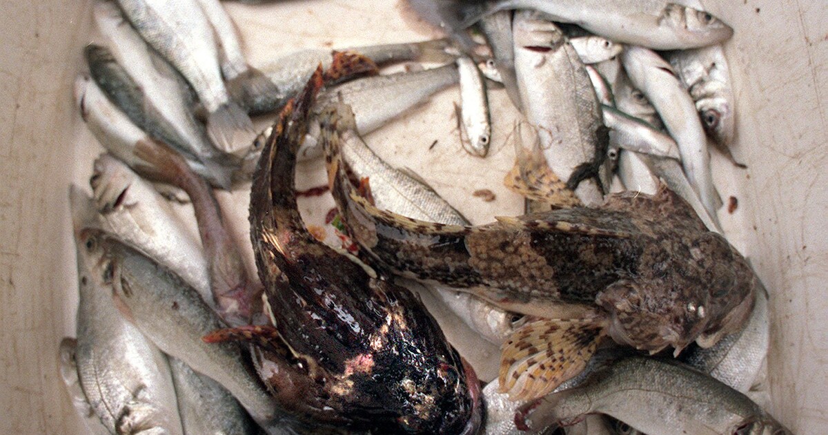 Duikers tellen minder ‘typische vissen’ in de Oosterschelde | Zeeuws ...