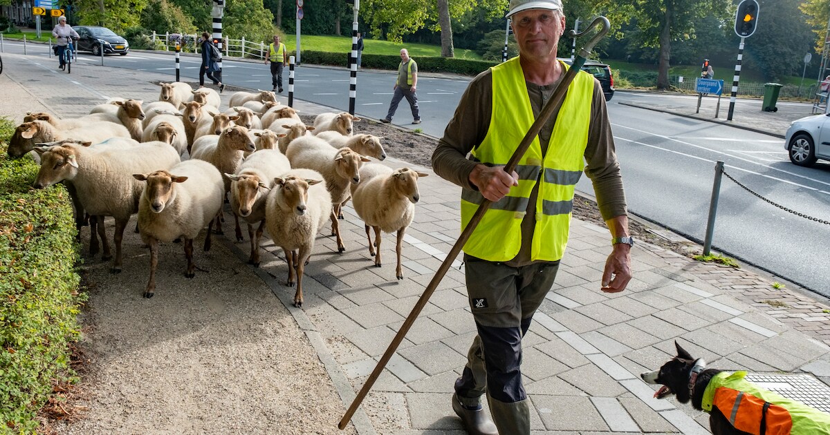 Schaapsherder Jan Kaljouw bezorgd over blauwtong in Zeeland: ‘Zie je ...
