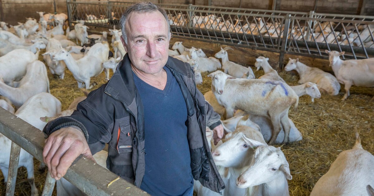 Zeeuwse Milieufederatie en Rillandse geitenhouder kruisen degens ...