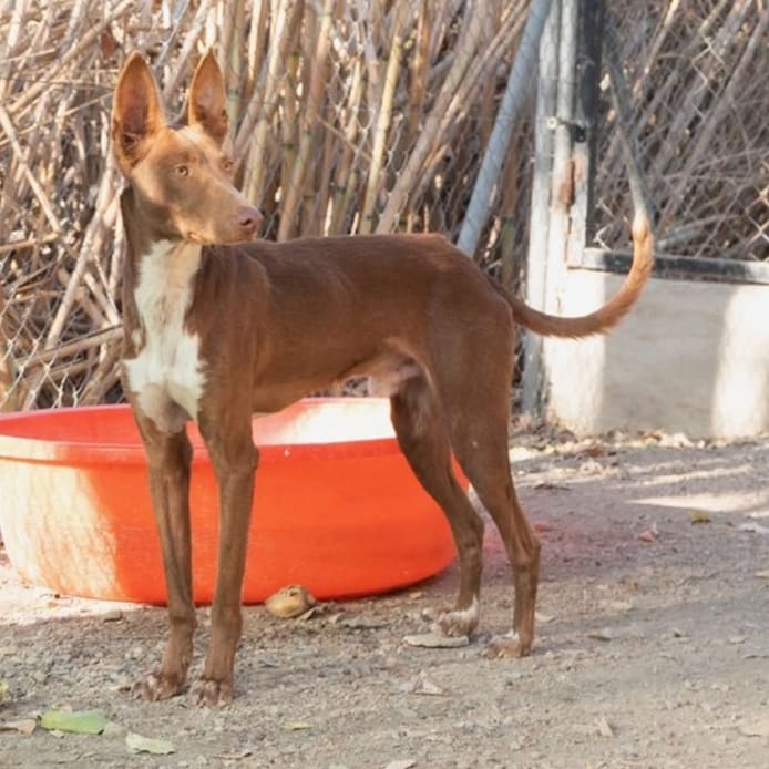 Nablo overleeft sinds zijn ontsnapping al twee weken op eigen kracht ...