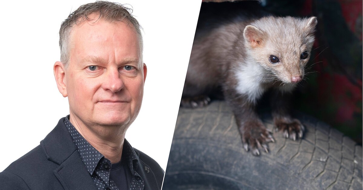 Zo voorkom je dat steenmarters jouw auto kapot maken | Auto | PZC.nl