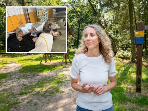Wolf doodt hond? Pech gehad. Wolf doodt schaap? Je krijgt geld: waarom ...