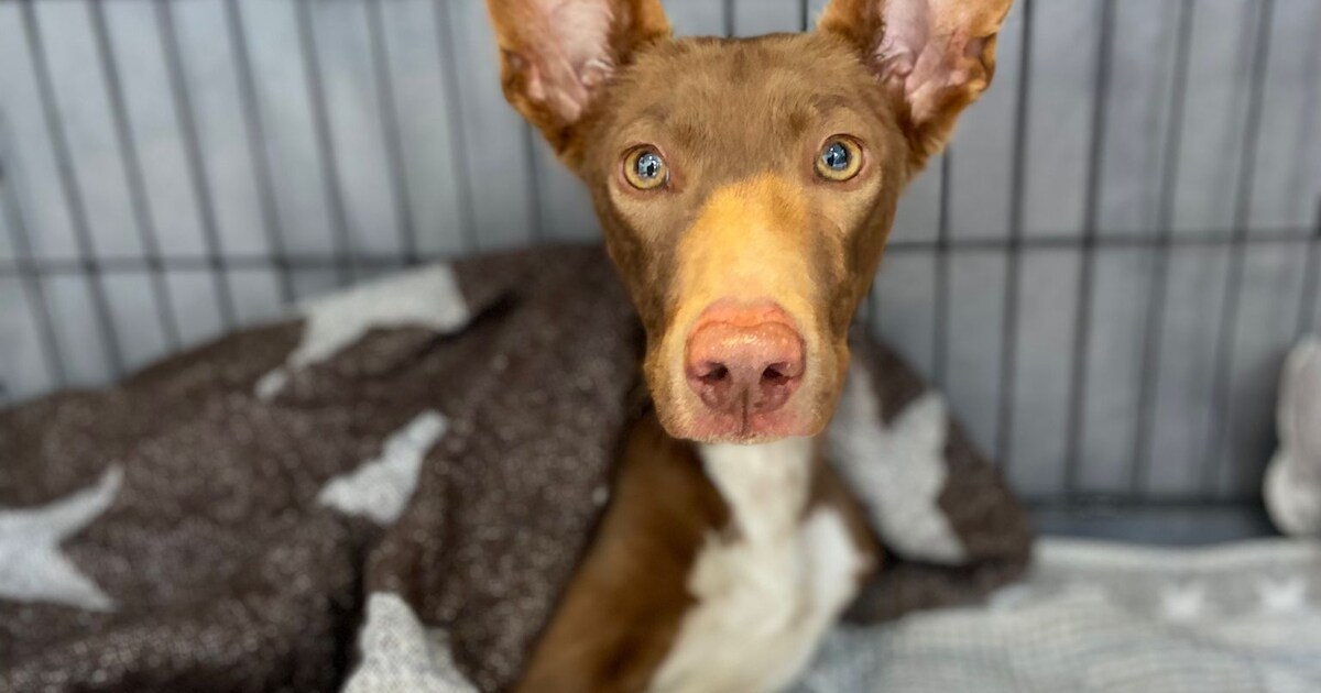 Stichting Dierenwelzijn ontfermt zich over hond Nablo | Regio | PZC.nl