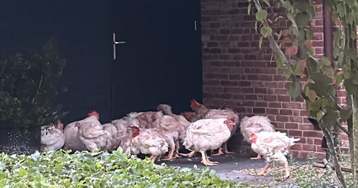 Vriendengroep dumpt 59 kippen bij kersvers bruidspaar: organisaties ...