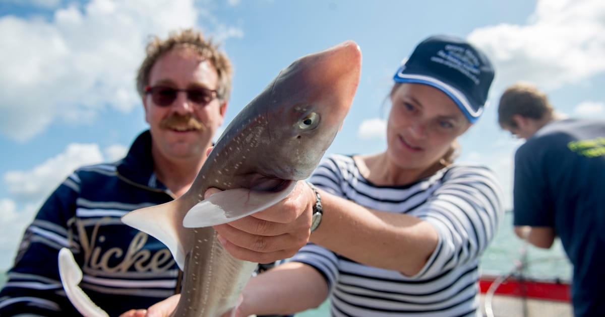 Viswedstrijd kan bijdragen aan bescherming van de haai, maar dan wél ...