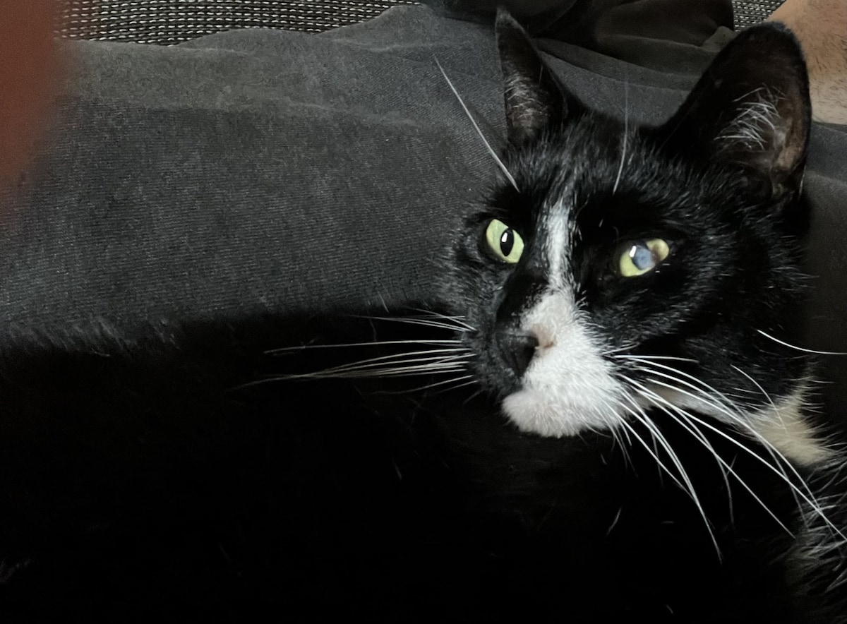 Heb jij Sam of Luda gezien? Deze twee huisdieren worden in Schouwen ...