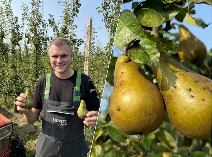 Wat doe je als je peren acht cent opleveren en plukken twintig cent ...