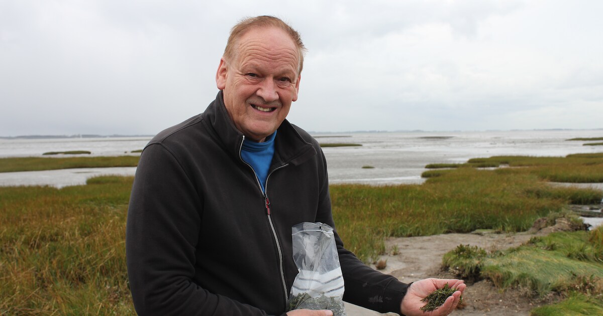 Chris Koopman vecht zeekraalbeleid provincie aan: ‘Wie een vergunning ...
