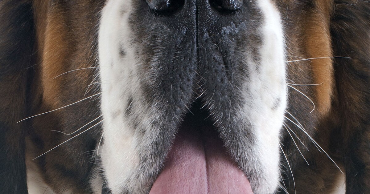 Waar wonen de meeste honden op de Bevelanden en Tholen? | Bevelanden ...