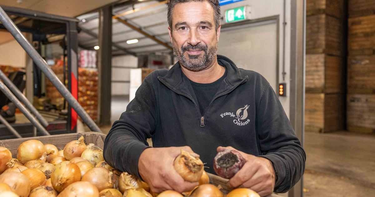 Uienhandelaar Jan maakt zich grote zorgen: ‘Deze schimmel houdt van ...