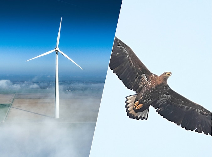 Onderzoeker ziet zeearenden uit de lucht vallen door windturbines: ‘Dit ...