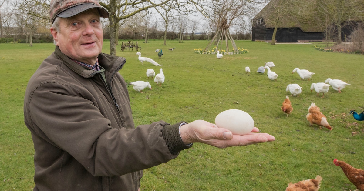 Zeeuws ganzenei is een delicatesse, vol en romig van smaak | Uit Eten ...
