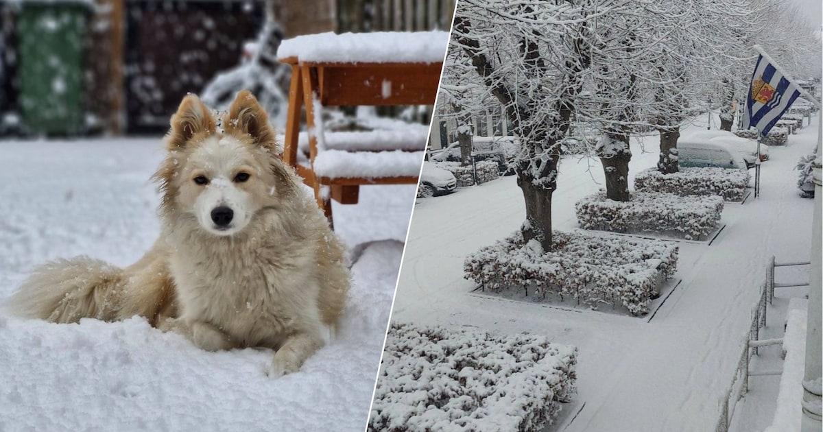 Eindelijk sneeuwpret in Zeeland, deel je mooiste foto met de PZC ...