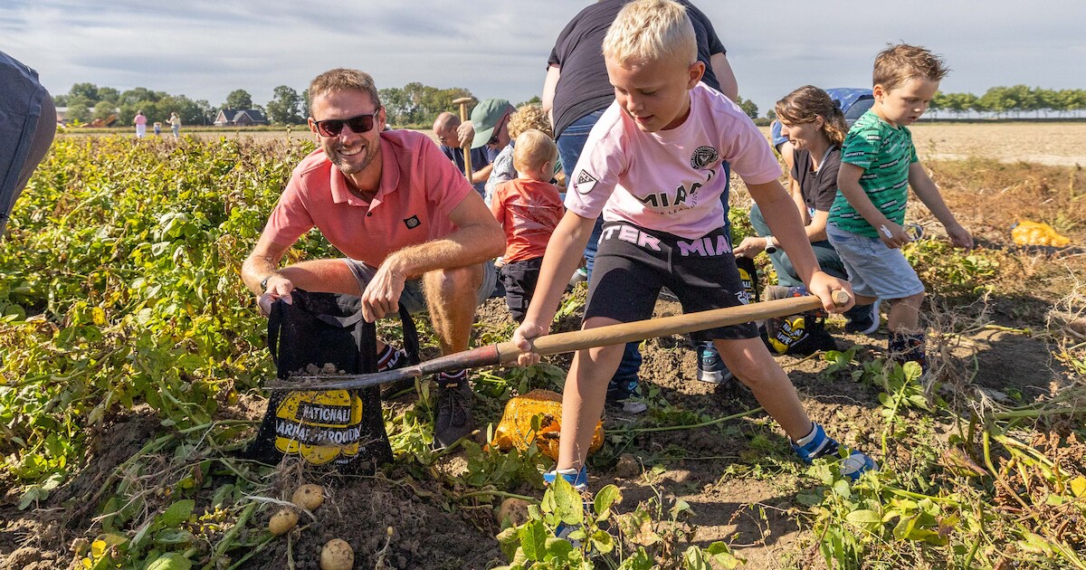 Niets mooier dan eerst je eigen aardappels rooien en vanavond friet eten | Tholen | PZC.nl