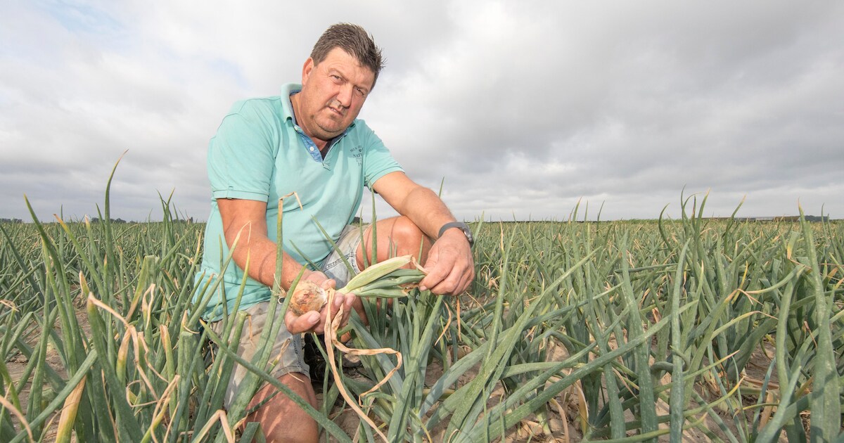 Meer uien en aardappelen van de Zeeuwse akkers | Zeeuws nieuws | pzc.nl