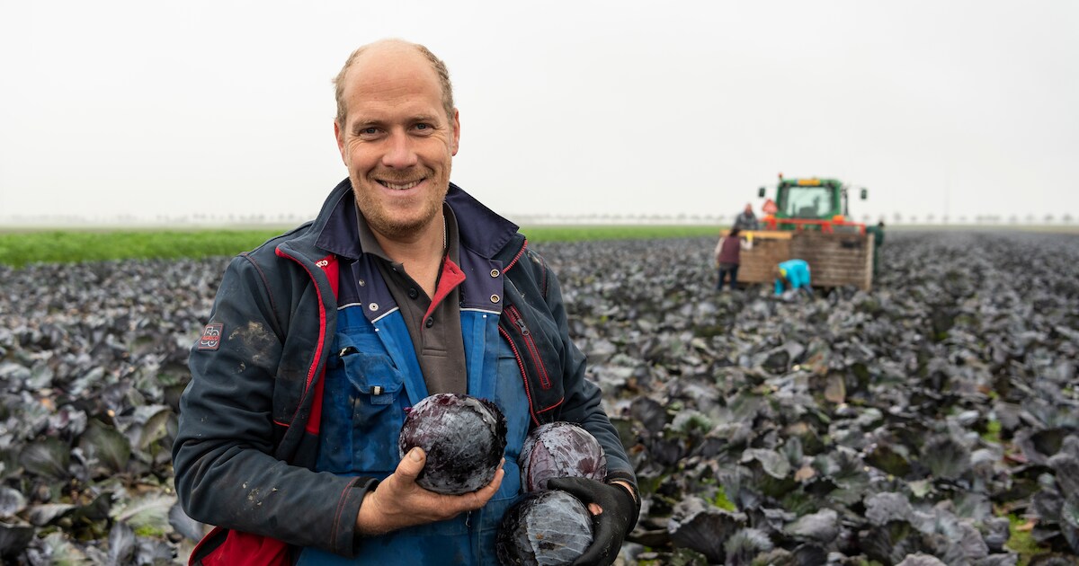 Biologisch-dynamische rode kool uit Hoofdplaat is prachtig en lekker | Sluis | pzc.nl
