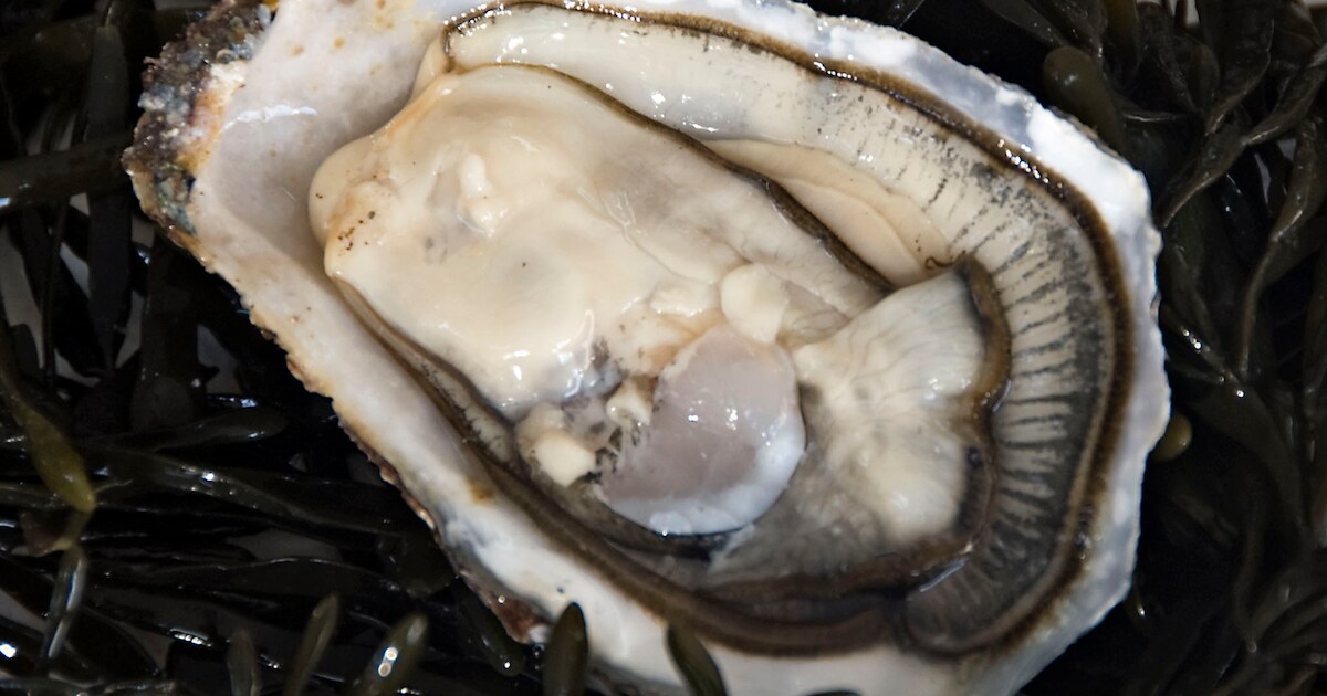 Japanse oester bedreigt en helpt mossels tegelijk | Zeeuws nieuws | PZC.nl