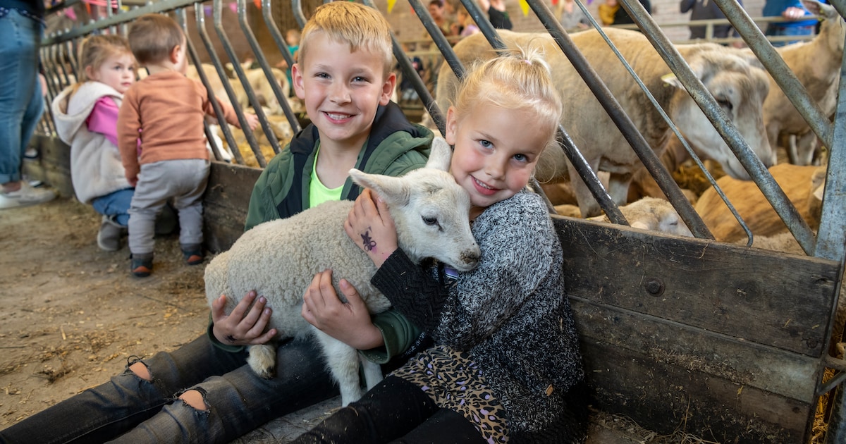 Lammetjes aaien, bier drinken, concert bezoeken: genoeg te doen tijdens ...