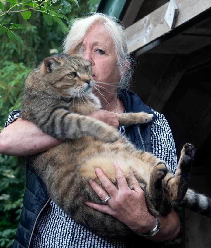 Yvette heeft 200 (!) katten thuis: ‘Als er een dood gaat, biggelen de ...
