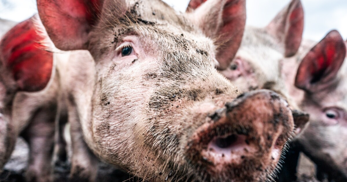 Bijna dertig jaar geleden telde Noord-Beveland nog 5632 varkens, nu ...