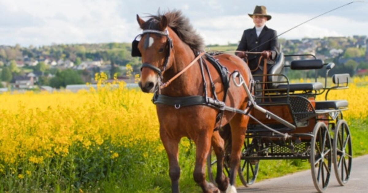 Traditionele koetsen rijden zondag door West-Zeeuws-Vlaanderen | Zeeuws ...