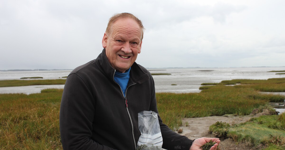 Zeekraalsnijder Chris mag al drie jaar lang het schor niet op: 'Dit ...