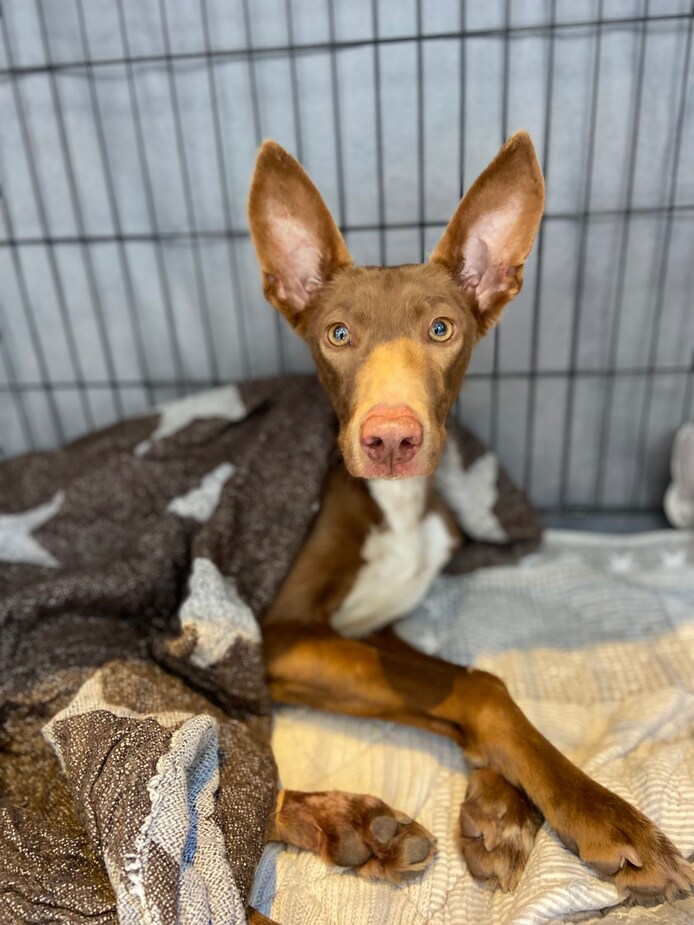 Stichting Dierenwelzijn ontfermt zich over hond Nablo | Zeeuws nieuws ...