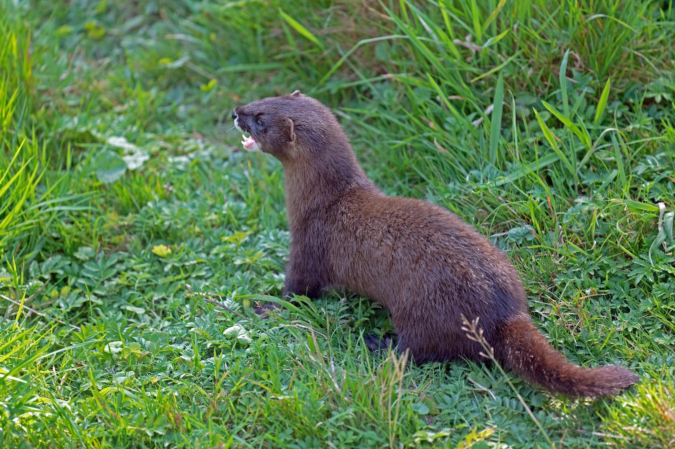 Wat een wildlife! 9 x deze dieren kun je bij Dordrecht in het wild ...