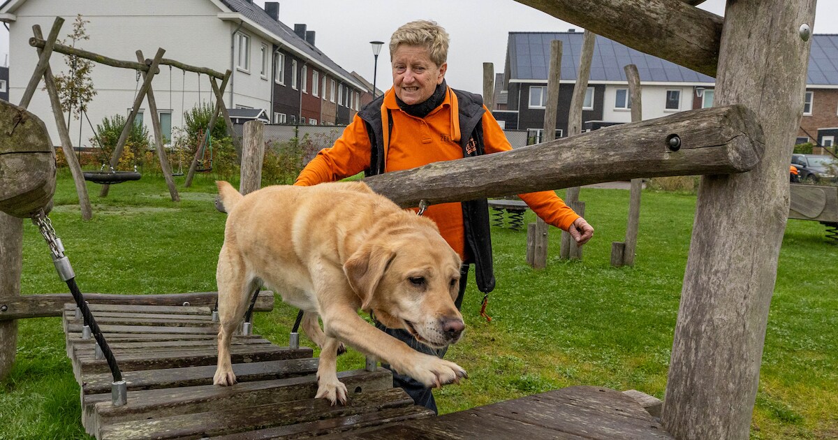 Zeeuws team met reddingshonden gaat toch nog helpen met zoeken naar ...