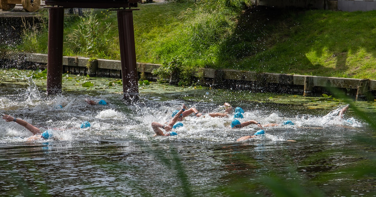 Recordaantal uitvallers bij open water zwemmen Sluis: ‘Ik was ...