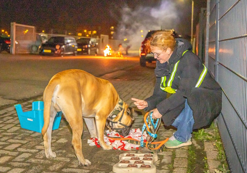 Zo help je je hond zonder stress de jaarwisseling door: tips en advies ...